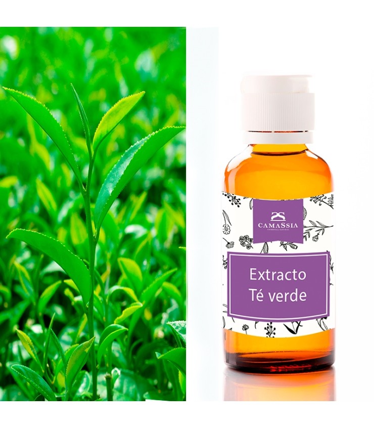 Extracto de Té Verde para cosmética Camellia sinensis